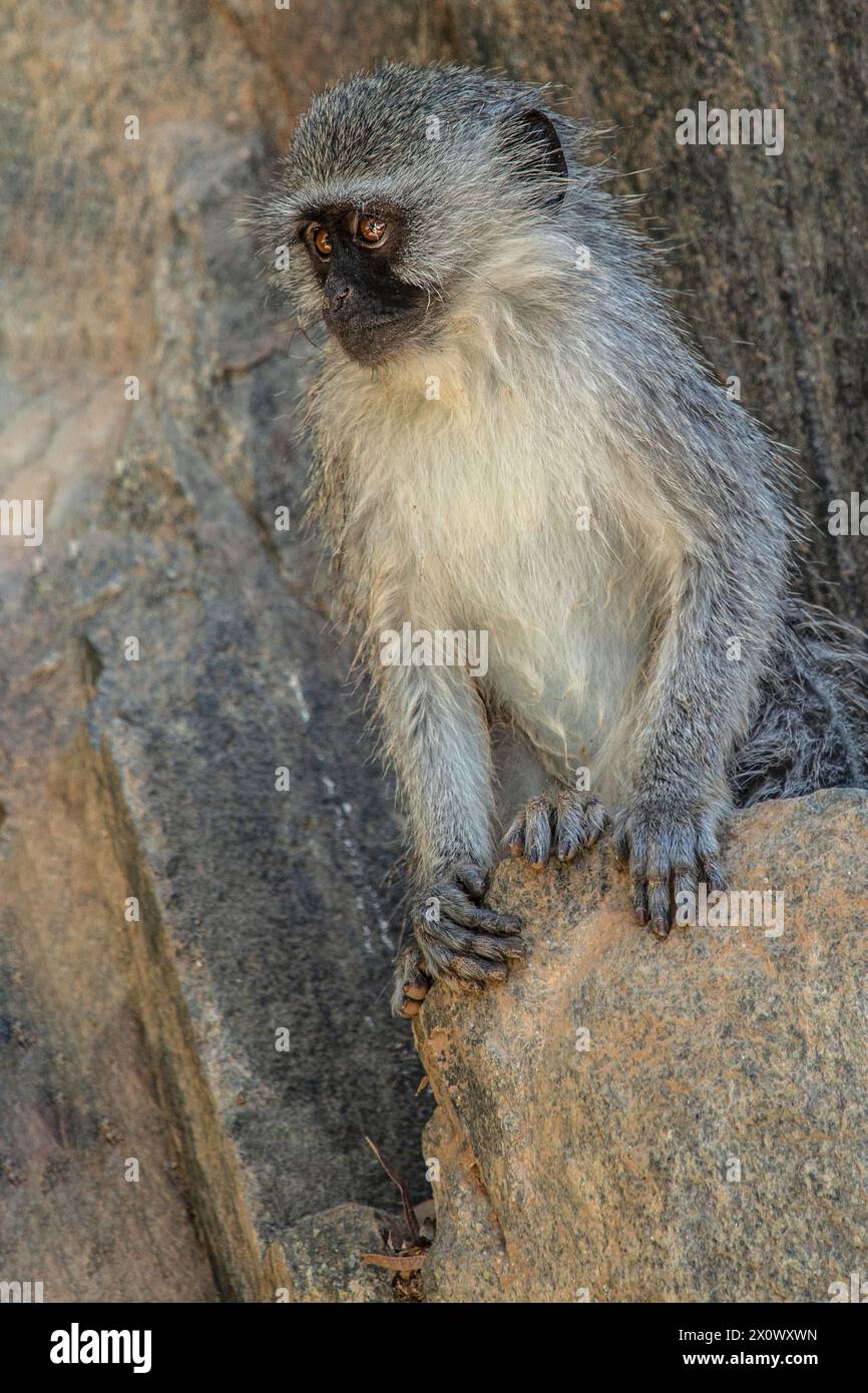 Vervet monkey sitting on a cliff face Stock Photo - Alamy