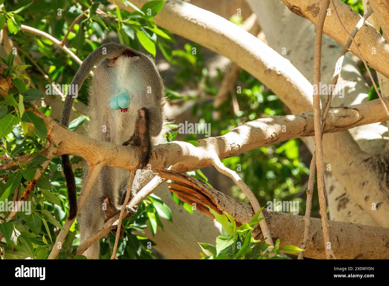 Vervet Monkey climbing in a fig tree displaying bright blue genitalia ...