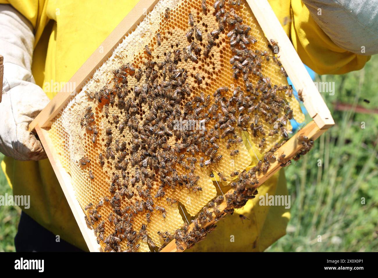 Master bee hi-res stock photography and images - Alamy