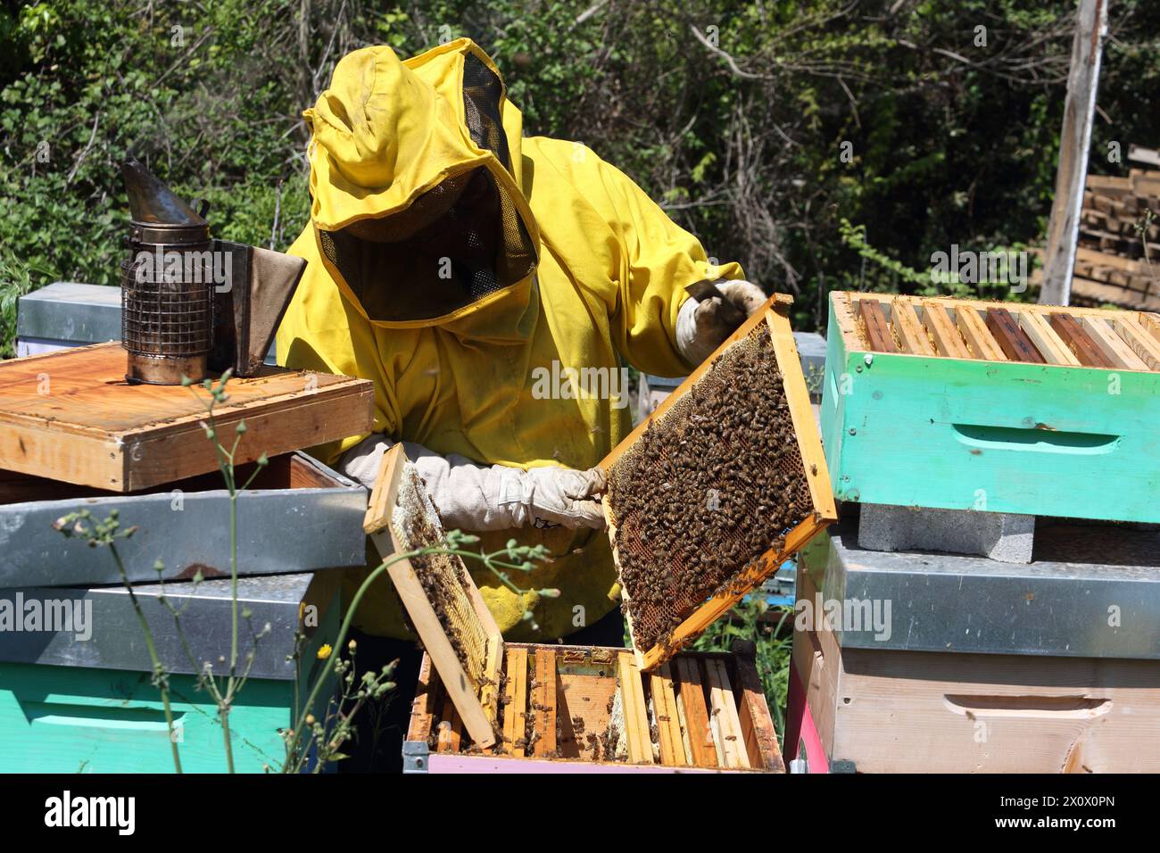 Master bee hi-res stock photography and images - Alamy