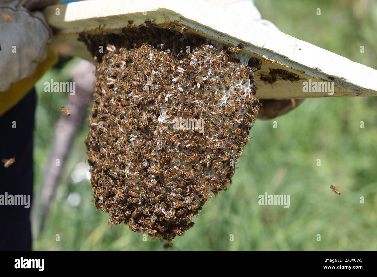Full of bees hi-res stock photography and images - Alamy