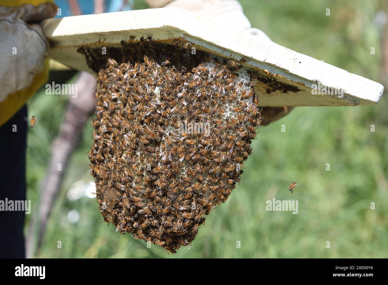 Honeycomb swarm bees farm hi-res stock photography and images - Alamy