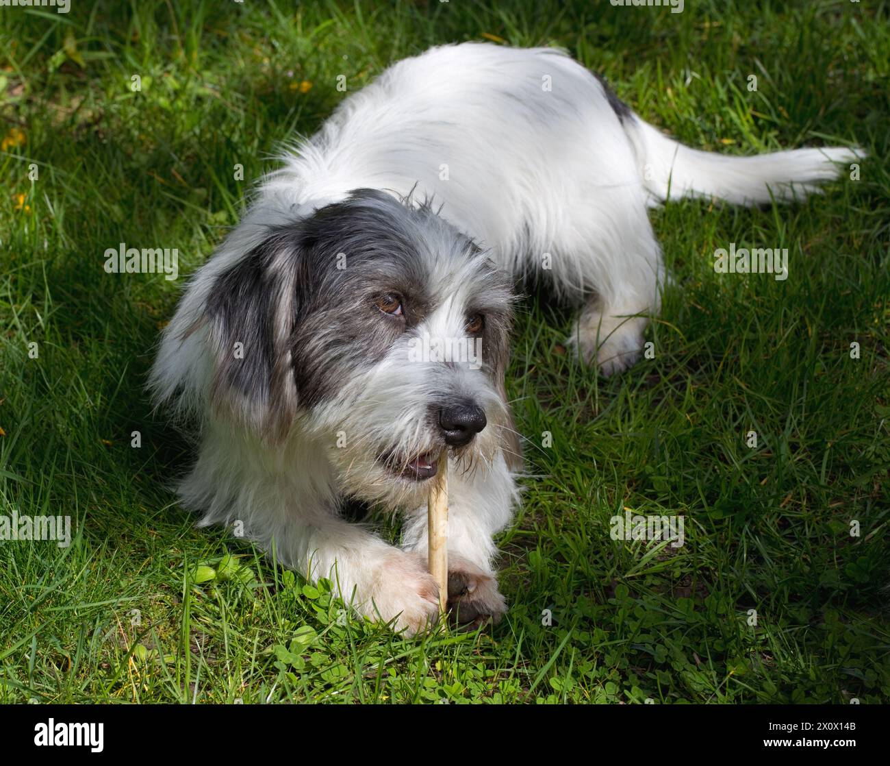 Small dog chews a bone on the green grass Stock Photo - Alamy