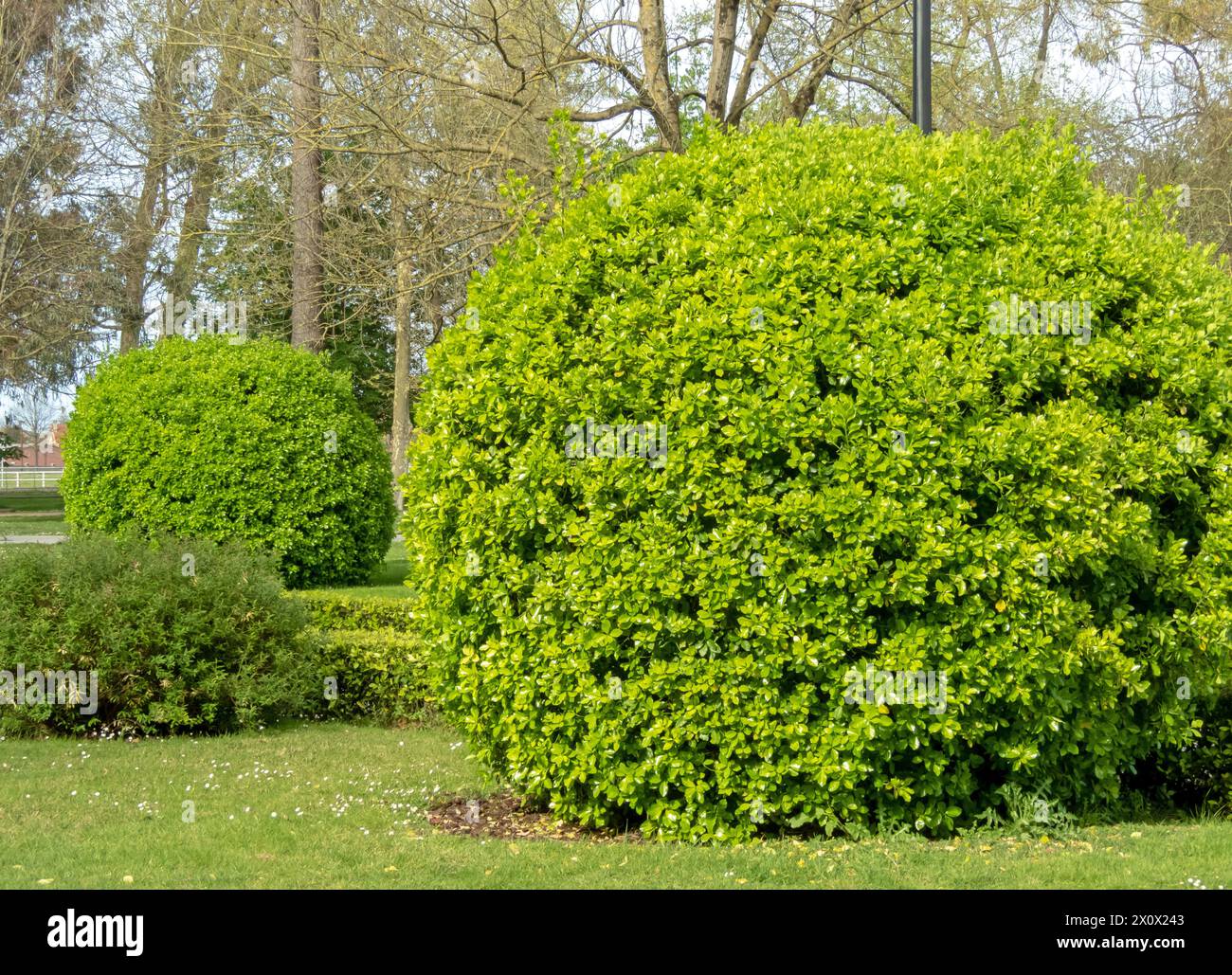 Evergreen spindle or japanese spindle bright green pruned shrubs. Globe ...
