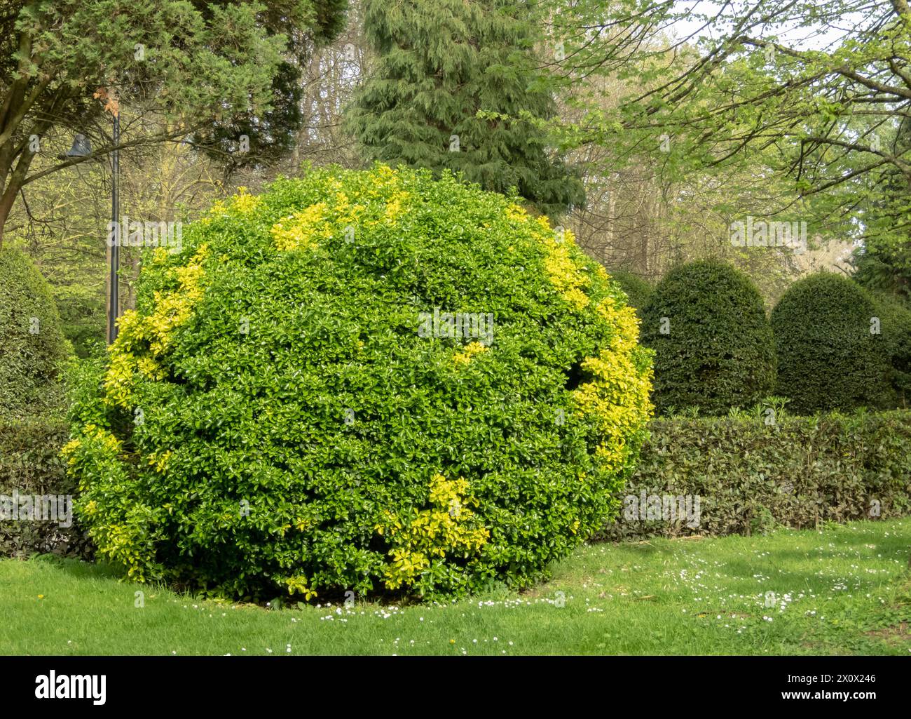 Euonymus japonicus or evergreen spindle bright green pruned shrub with ...