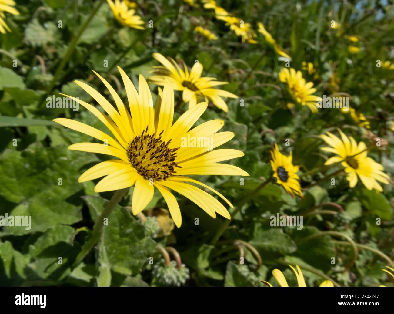Plain treasureflower hi-res stock photography and images - Alamy