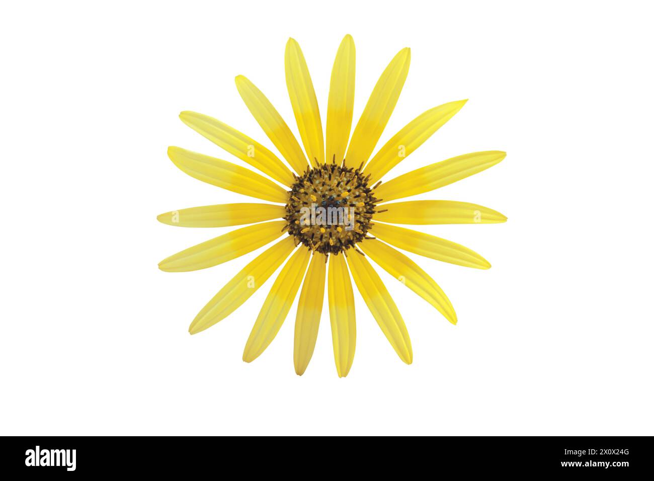 Bright yellow daisy form flower isolated on white. Arctotheca calendula ...