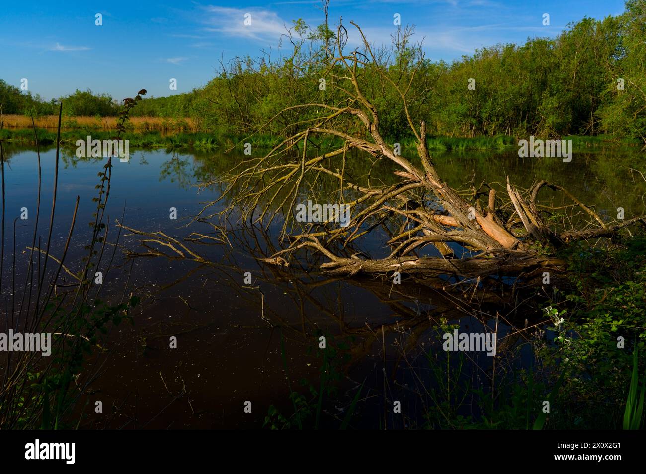 Punta Alberete nature reserve (Ravenna Stock Photo - Alamy