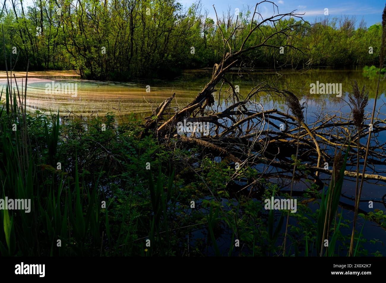 Punta Alberete nature reserve (Ravenna Stock Photo - Alamy