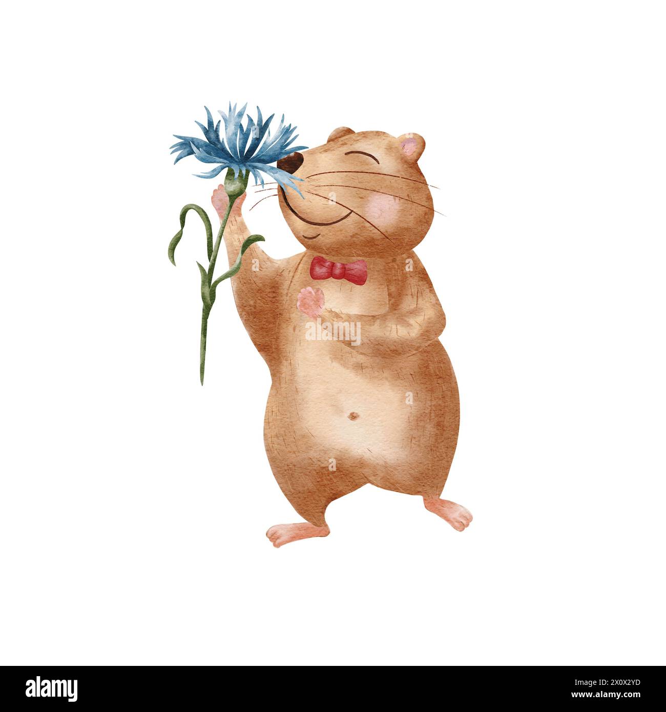 Watercolor hamster. Funny fat hamster isolated on white background. A ...