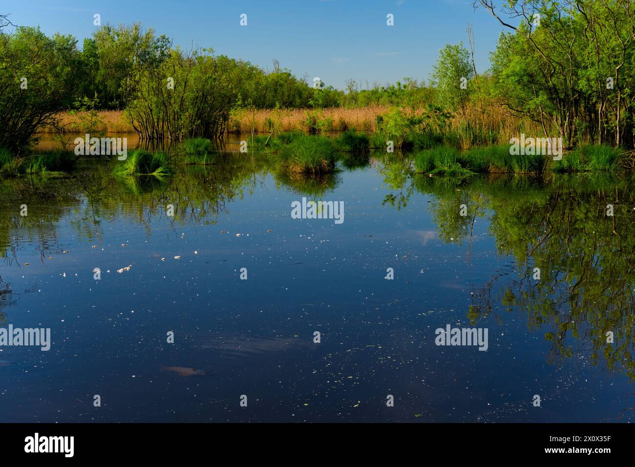 Punta Alberete nature reserve (Ravenna Stock Photo - Alamy
