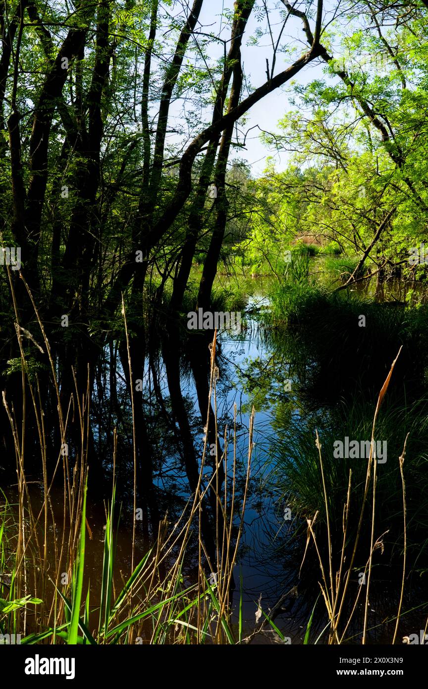 Punta Alberete nature reserve (Ravenna Stock Photo - Alamy