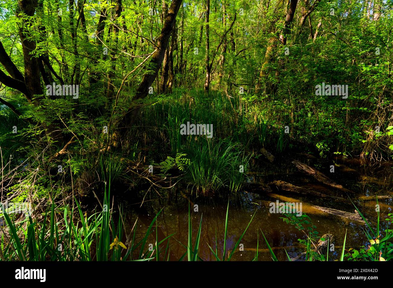 Punta Alberete nature reserve (Ravenna Stock Photo - Alamy