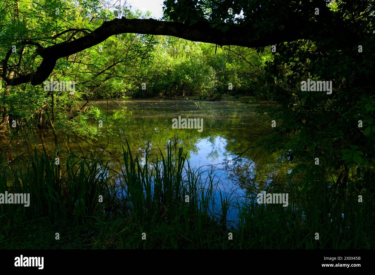 Punta Alberete nature reserve (Ravenna Stock Photo - Alamy