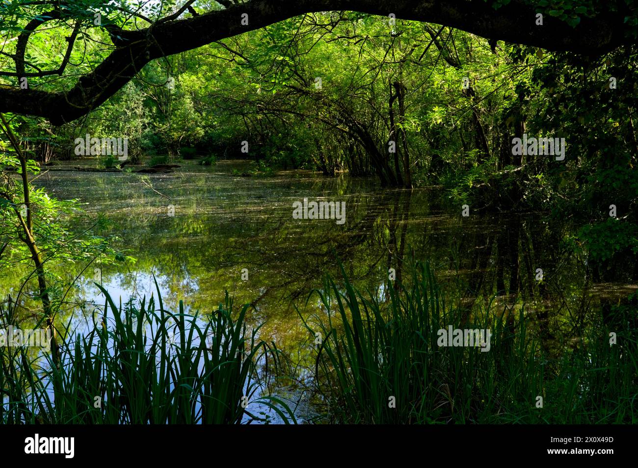 Punta Alberete nature reserve (Ravenna Stock Photo - Alamy