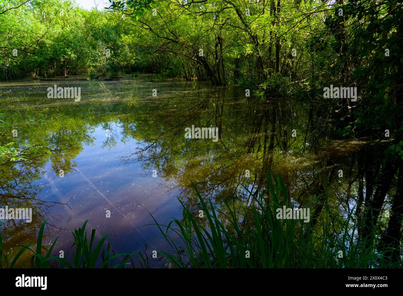 Punta Alberete nature reserve (Ravenna Stock Photo - Alamy