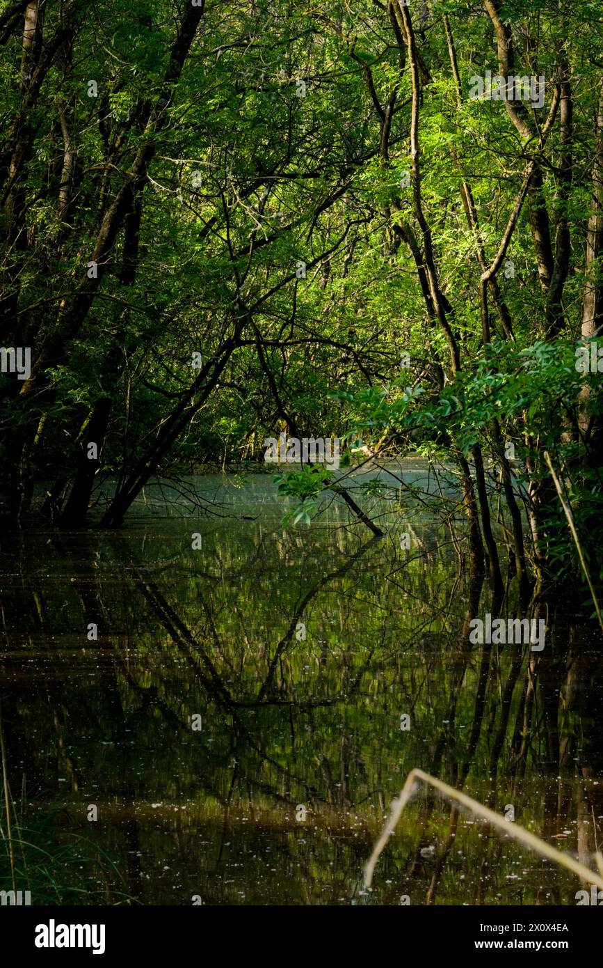 Punta Alberete nature reserve (Ravenna Stock Photo - Alamy