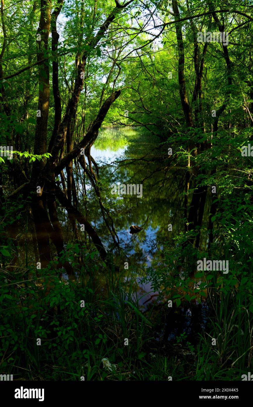 Punta Alberete nature reserve (Ravenna Stock Photo - Alamy