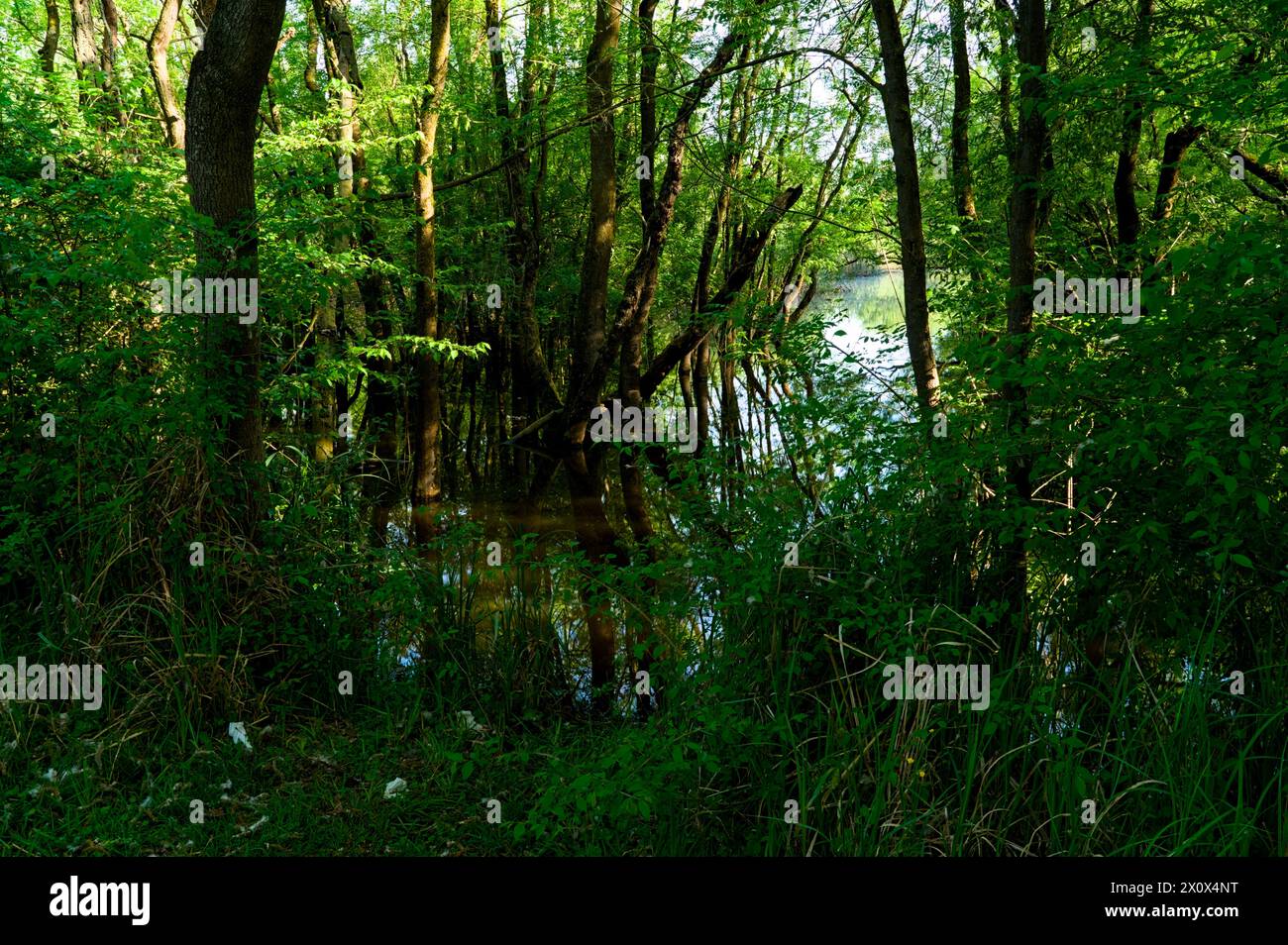 Punta Alberete nature reserve (Ravenna Stock Photo - Alamy