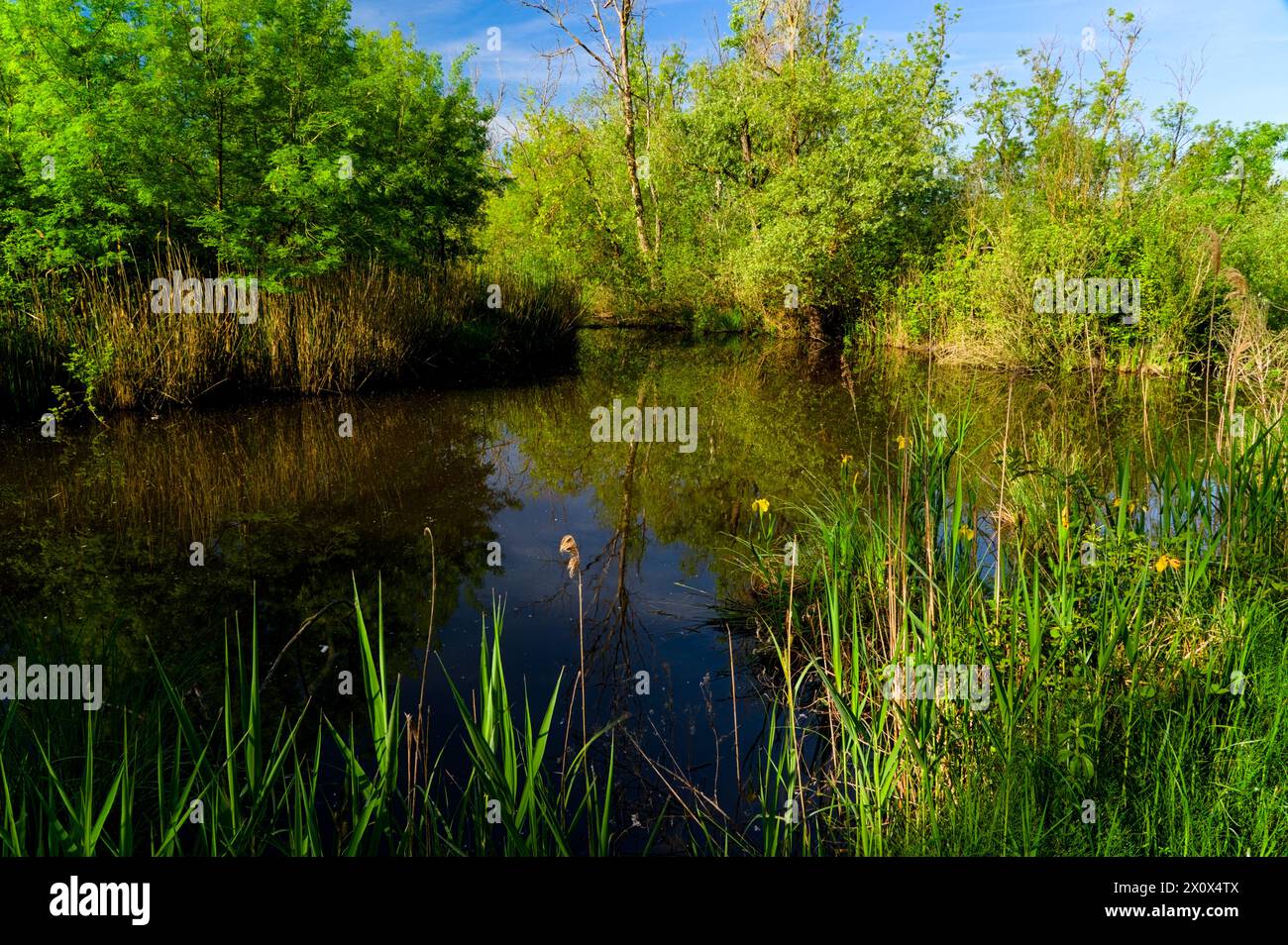 Punta Alberete nature reserve (Ravenna Stock Photo - Alamy