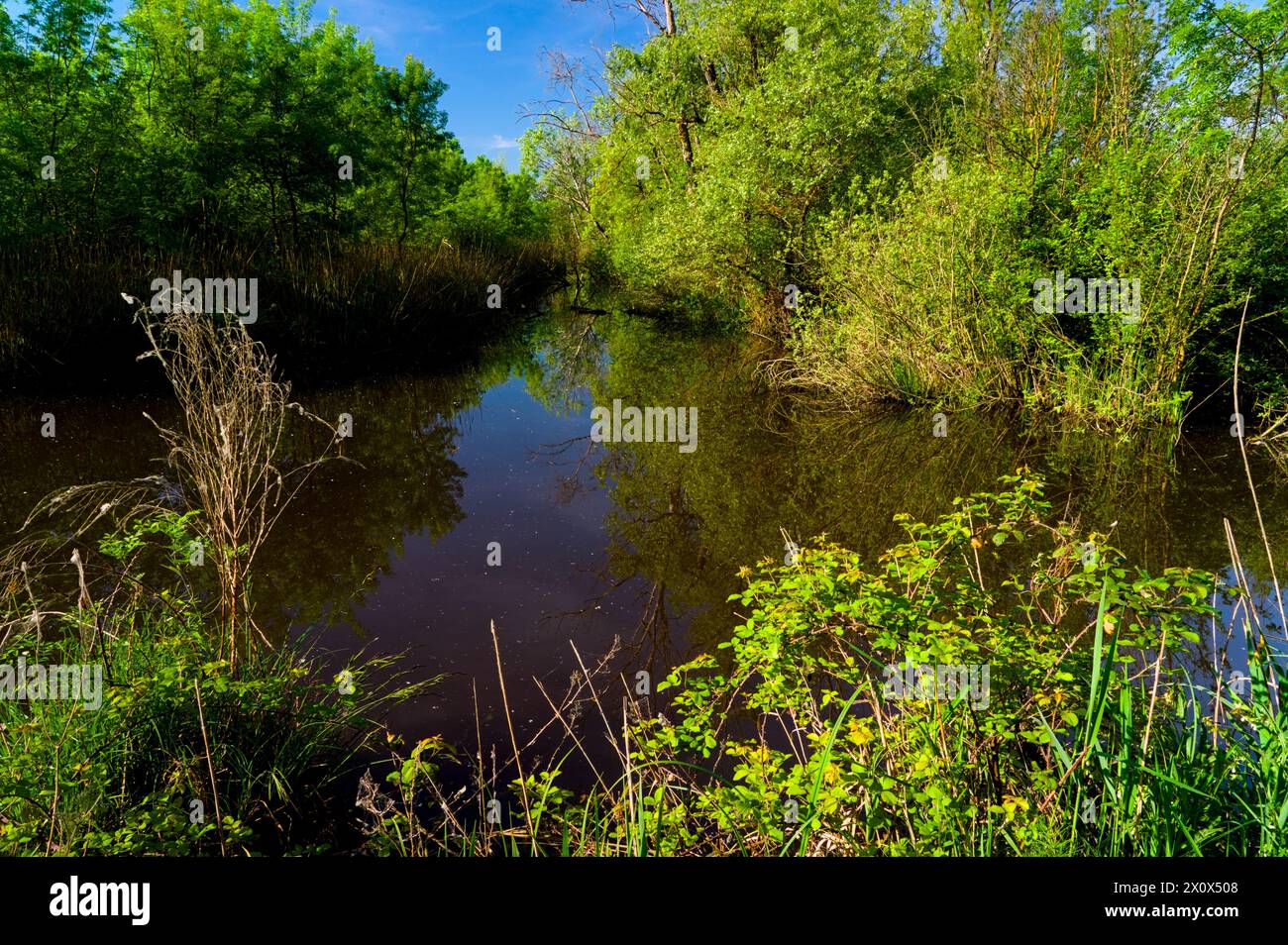 Punta Alberete nature reserve (Ravenna Stock Photo - Alamy