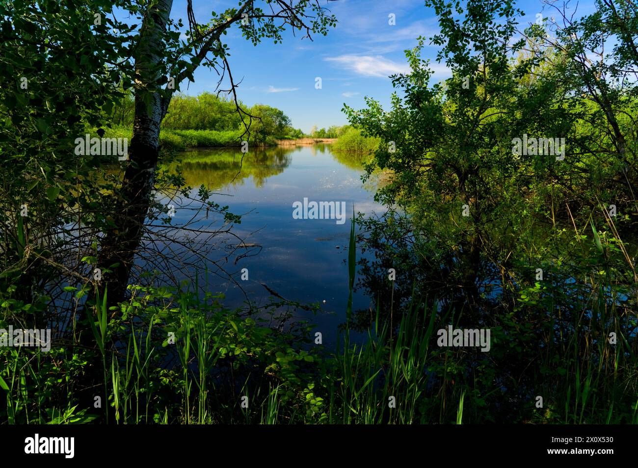 Punta Alberete nature reserve (Ravenna Stock Photo - Alamy