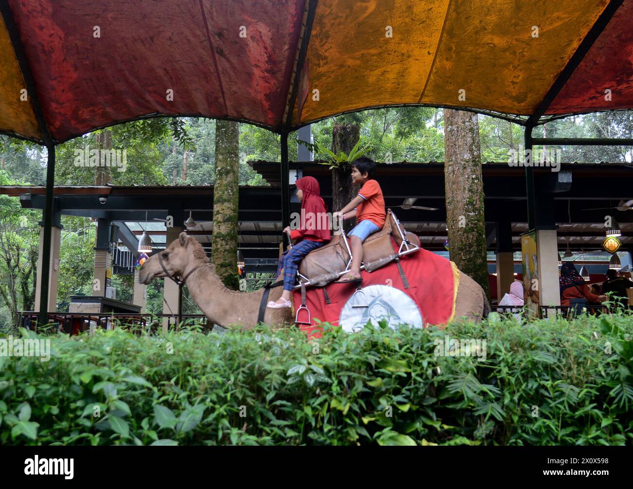 Bogor, West Java, Indonesia. 14th Apr, 2024. A young girl and a boy is riding a camel during ...