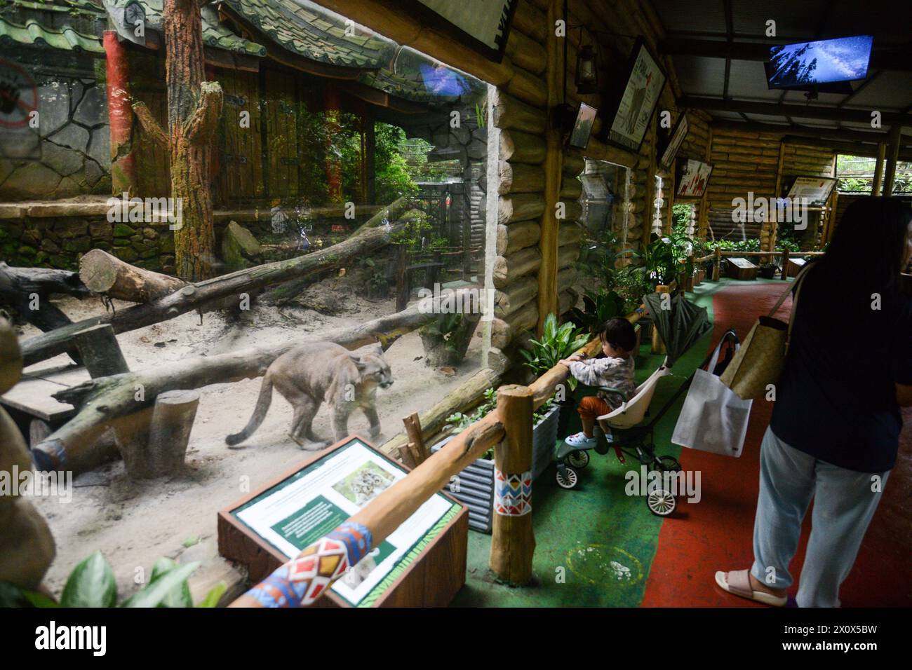 April 14, 2024, Bogor, West Java, Indonesia: A Family watch a Puma in a ...