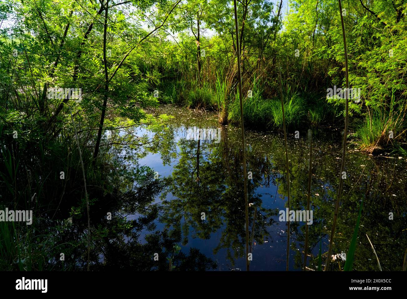 Punta Alberete nature reserve (Ravenna Stock Photo - Alamy