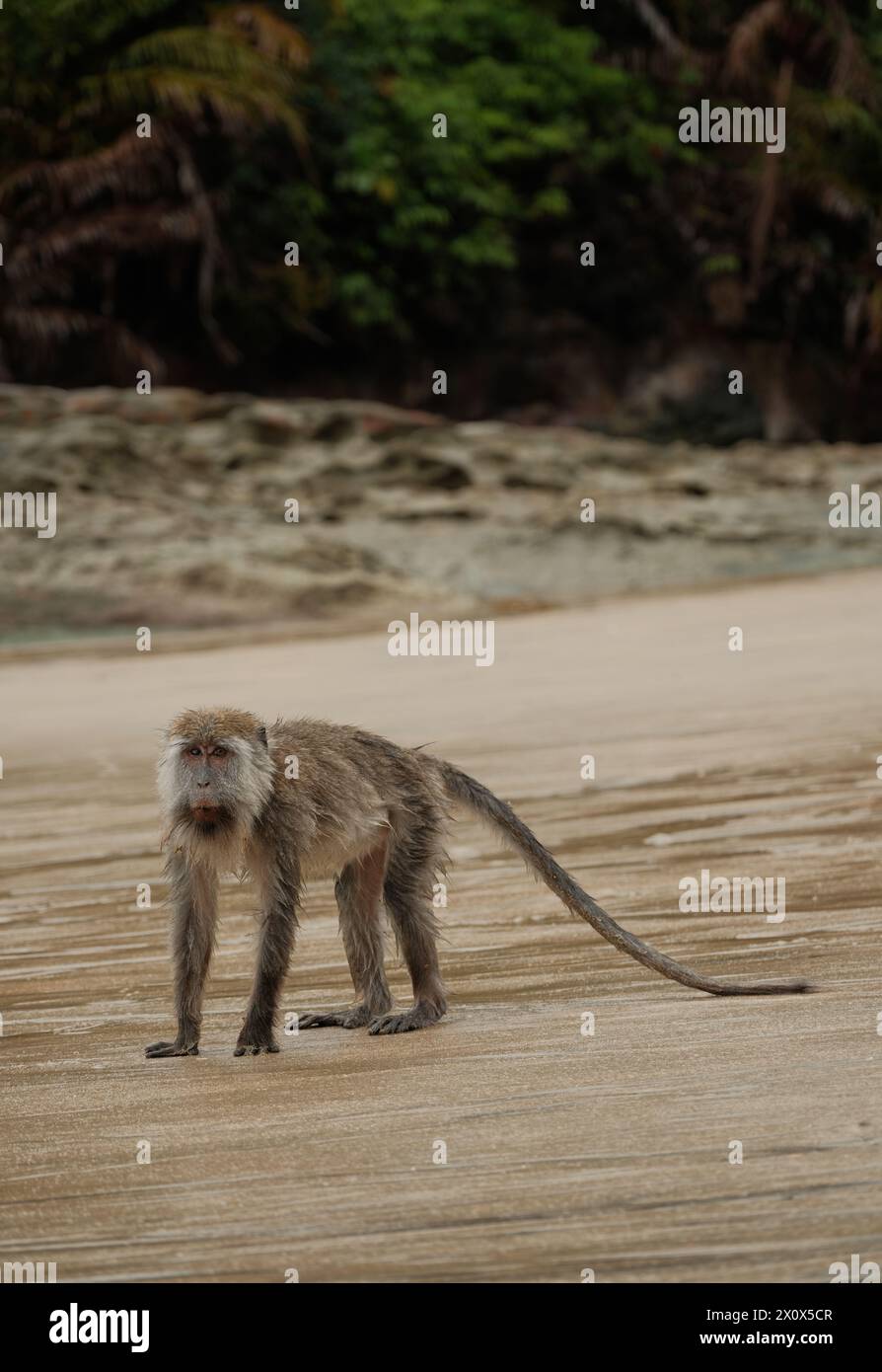 Macaque on beach in the jungle of Sarawak Malaysia Stock Photo - Alamy