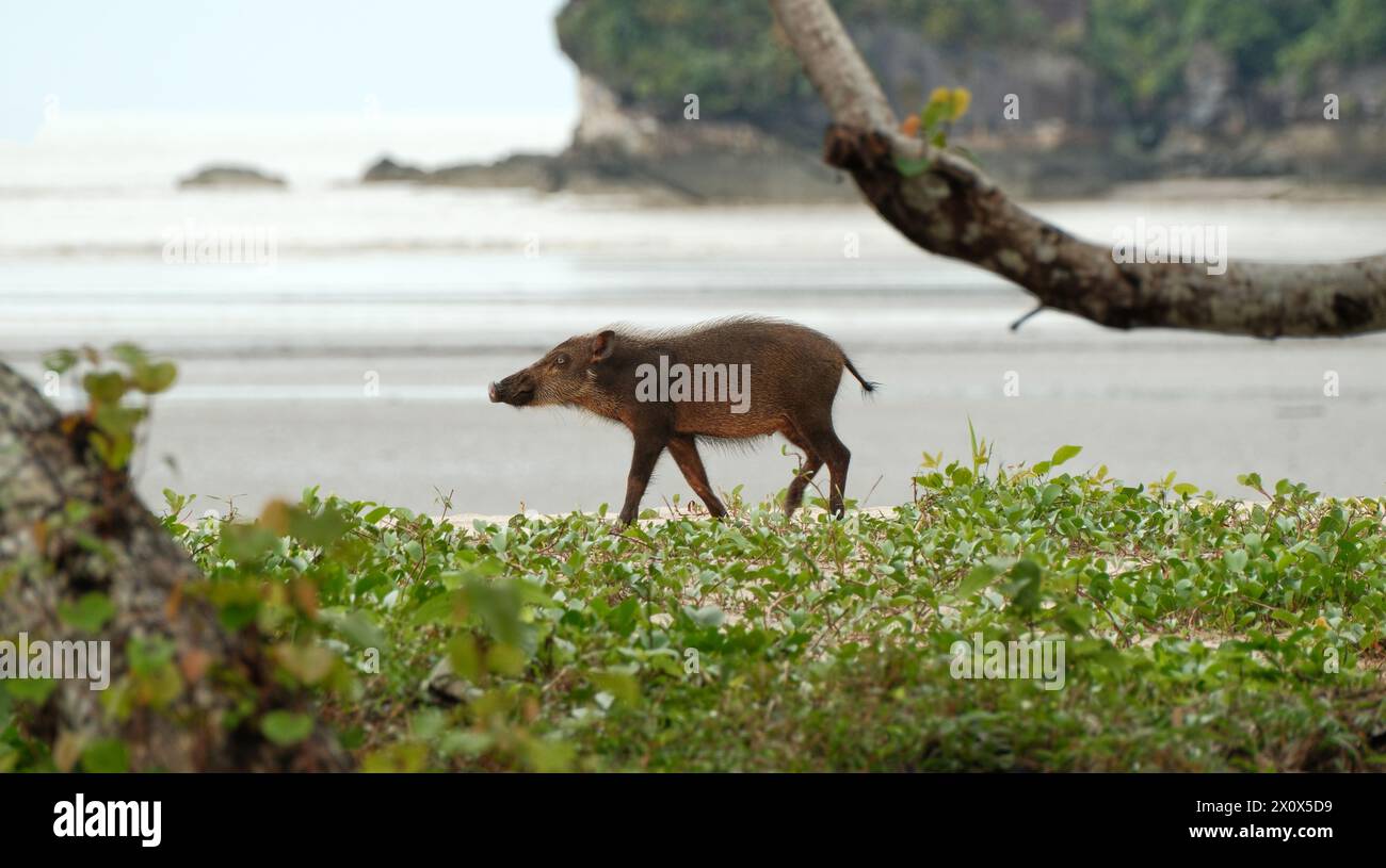Wild boar piglet walking near the beach in the jungle of Sarawak ...