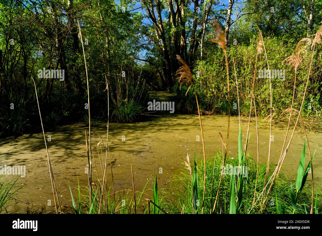 Punta Alberete nature reserve (Ravenna Stock Photo - Alamy