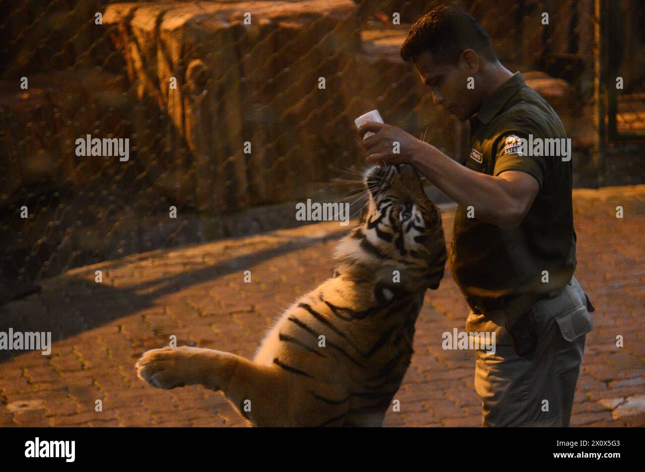 Bogor, West Java, Indonesia. 14th Apr, 2024. A animal keeper feeds with ...