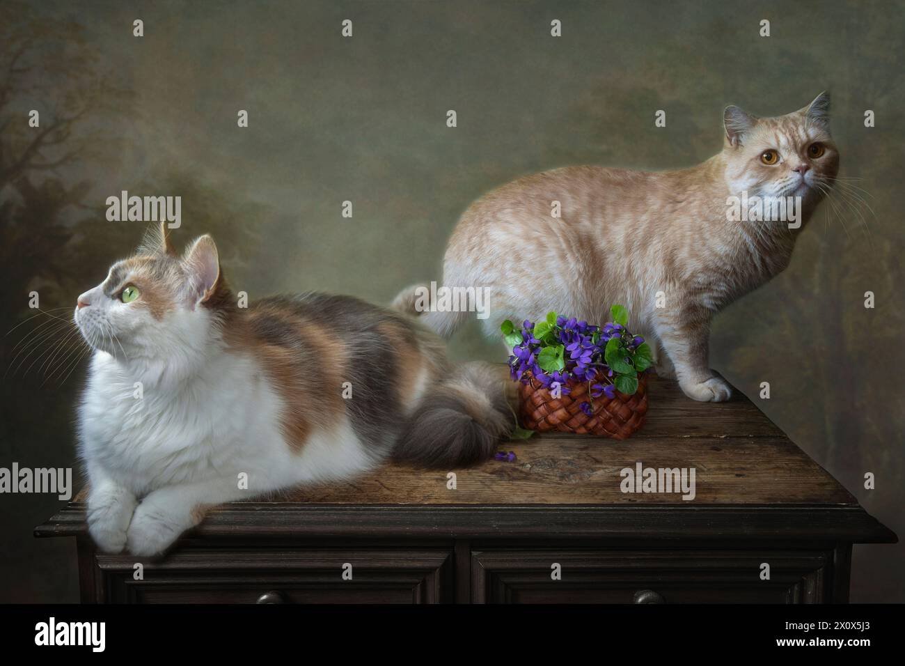 Two beautiful young violet hi-res stock photography and images - Alamy