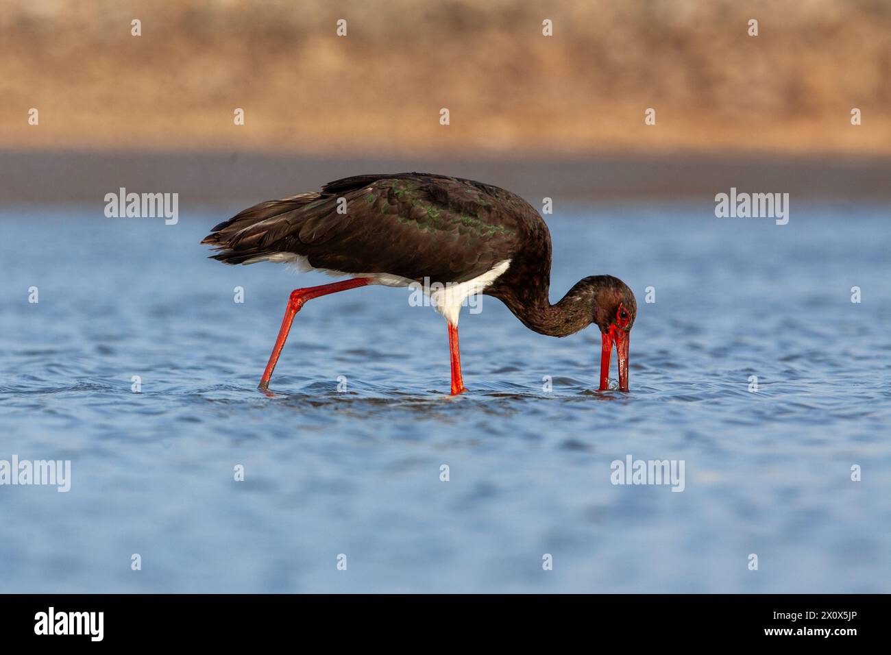 Black stork (Ciconia nigra Stock Photo - Alamy
