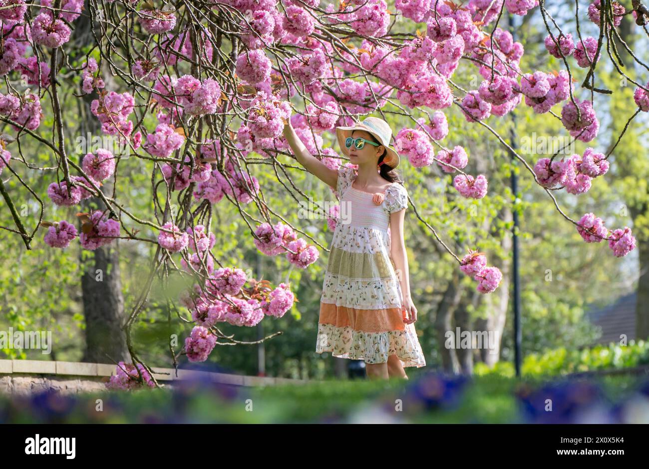 Photograph posed by model. Maja Lawson enjoys the blossoms in ...