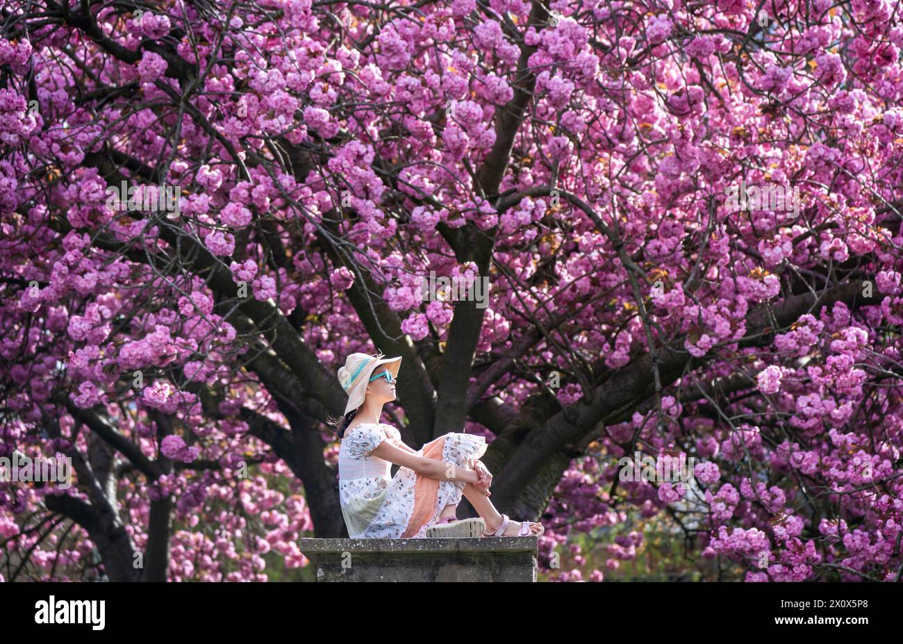 Photograph posed by model. Maja Lawson enjoys the blossoms in ...