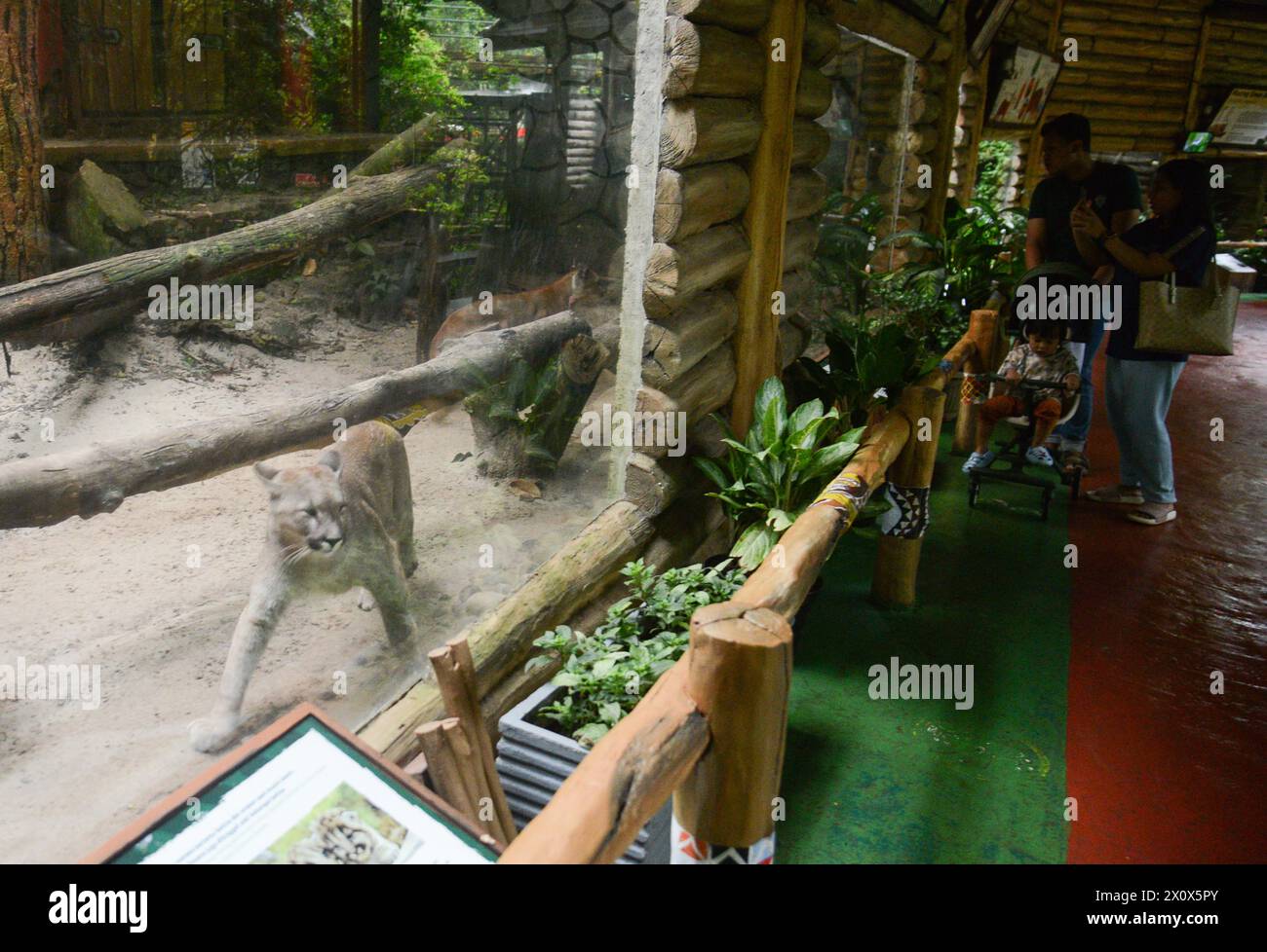 April 14, 2024, Bogor, West Java, Indonesia: A Family watch a Puma in a ...