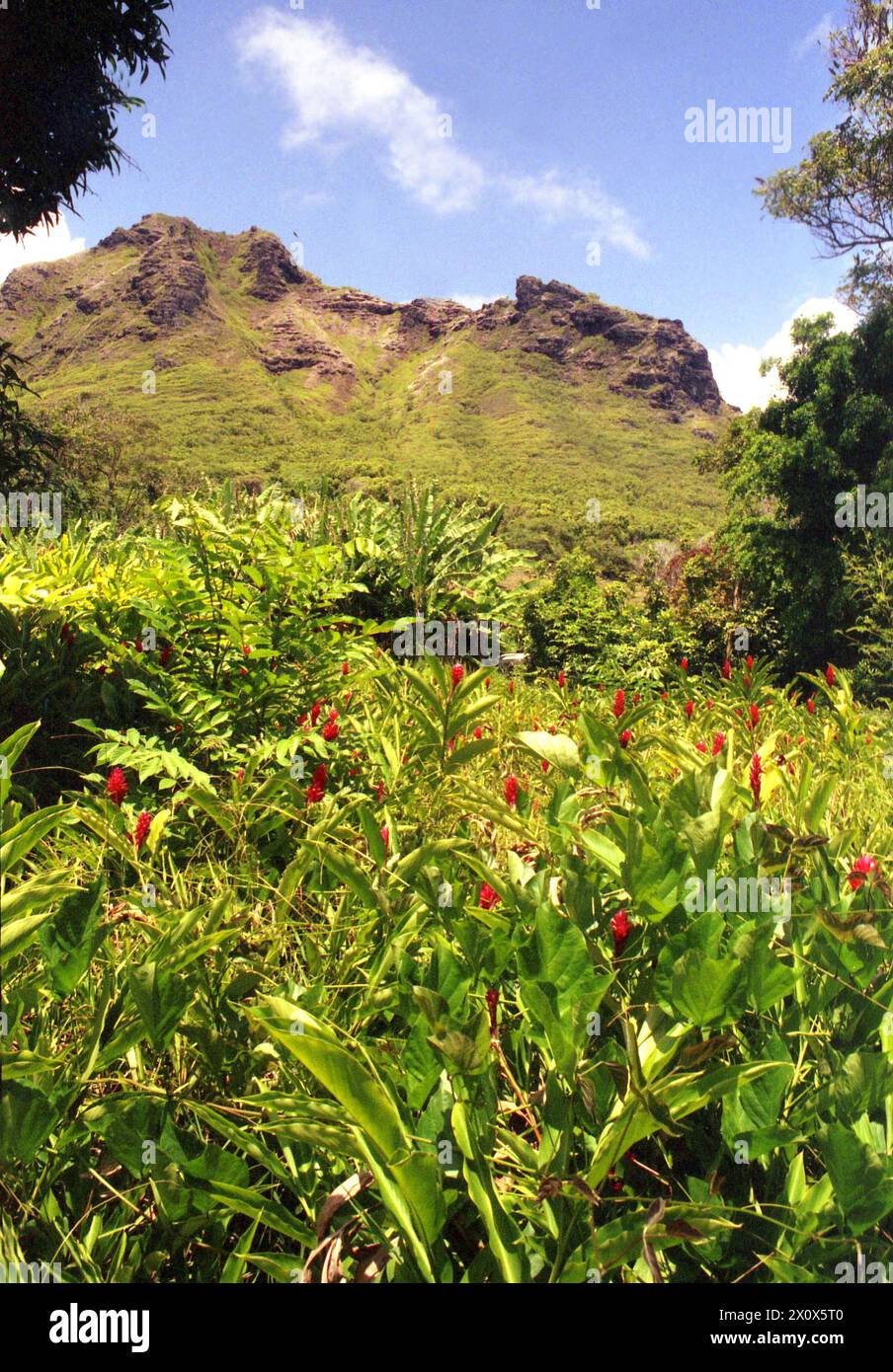 Hawaii, U.S.A., approx. 1993. Landscape with Alpinia purpurata (red ...