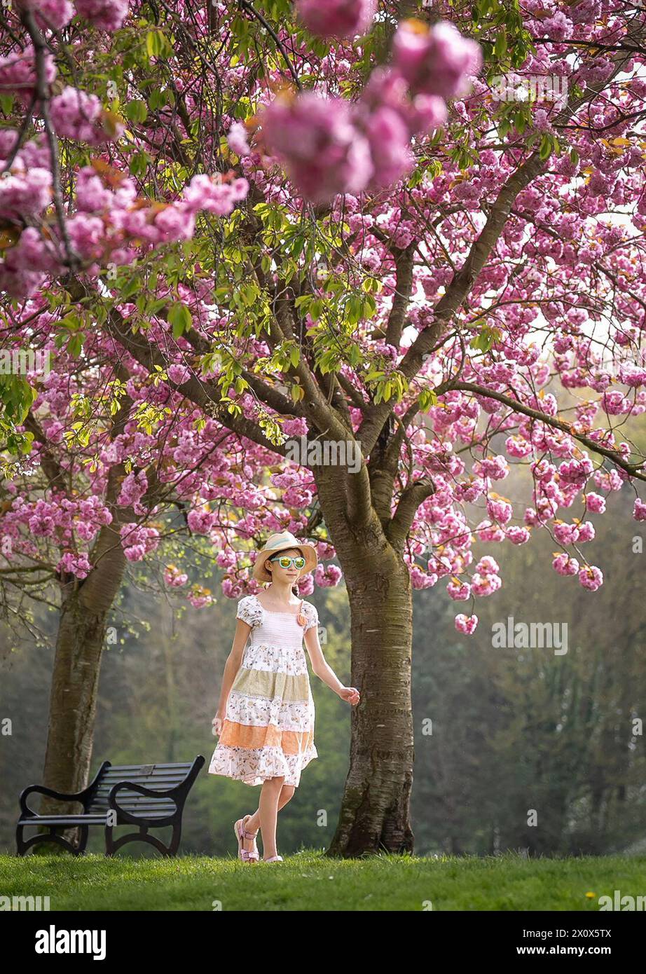 Photograph posed by model. Maja Lawson enjoys the blossoms in ...