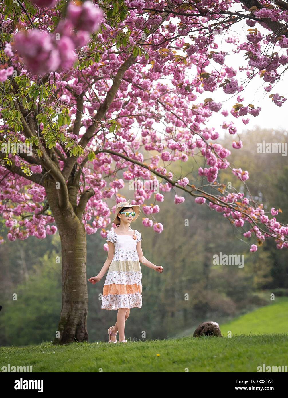 Photograph posed by model. Maja Lawson enjoys the blossoms in ...