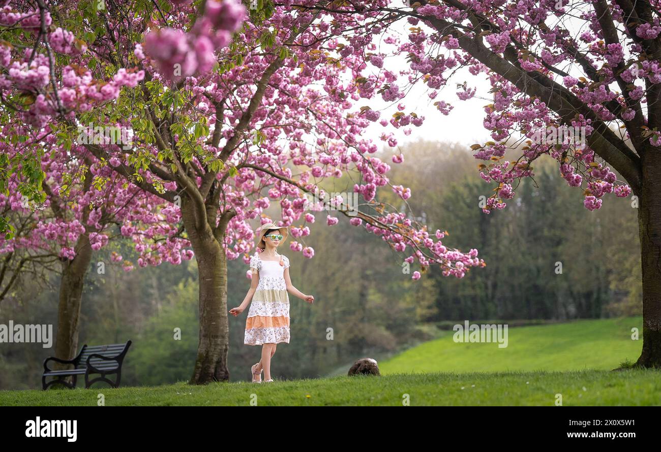 Photograph posed by model. Maja Lawson enjoys the blossoms in ...