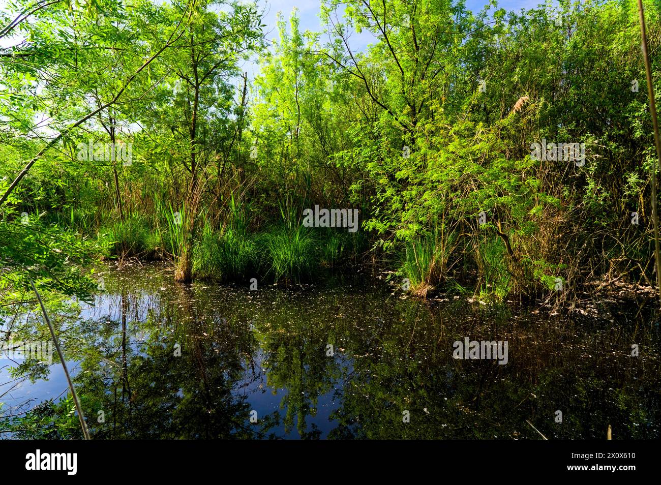 Punta Alberete nature reserve (Ravenna Stock Photo - Alamy