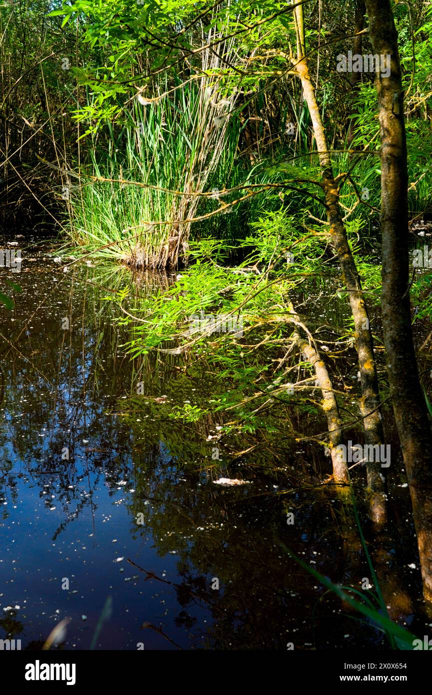 Punta Alberete nature reserve (Ravenna Stock Photo - Alamy