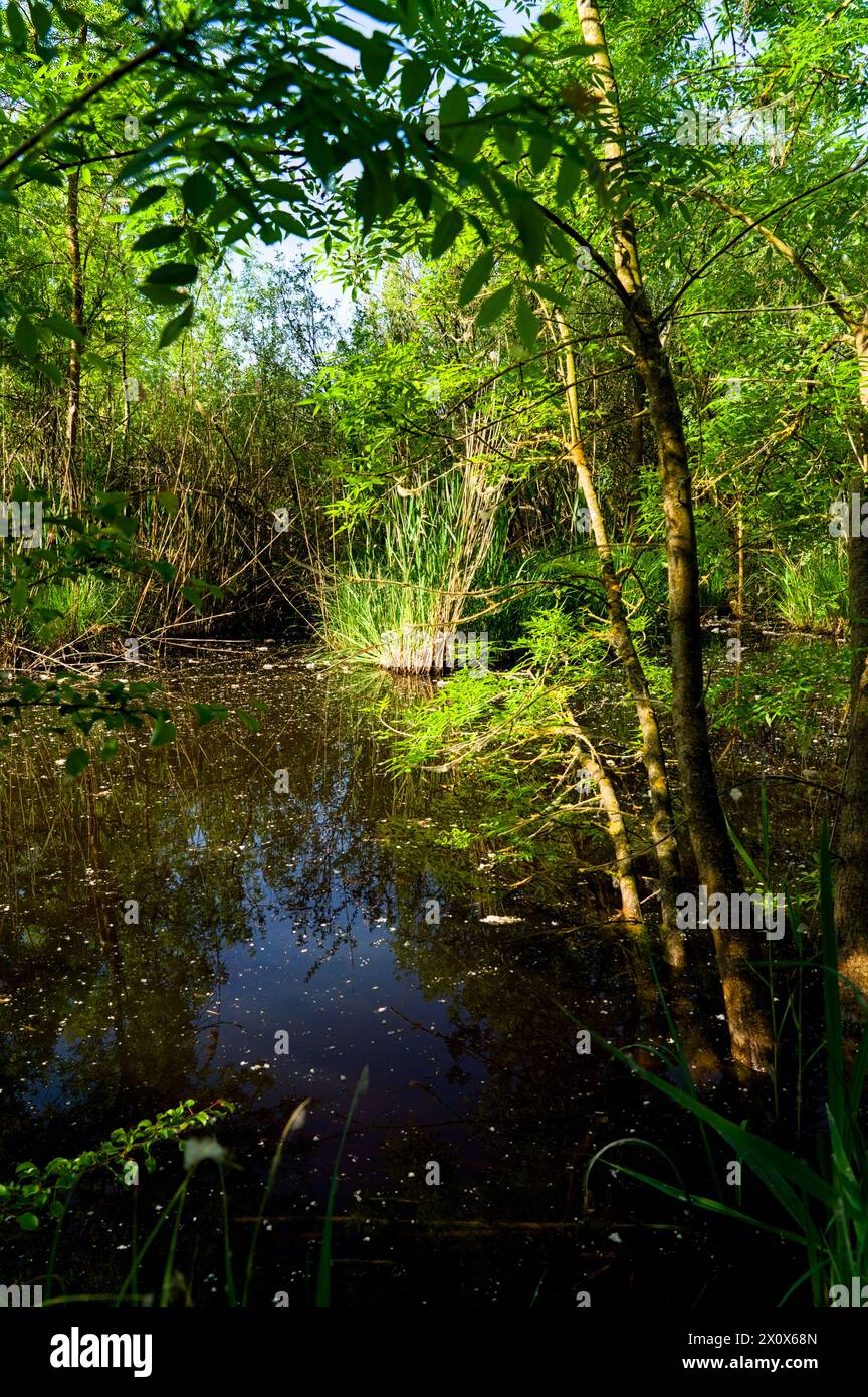 Punta Alberete nature reserve (Ravenna Stock Photo - Alamy