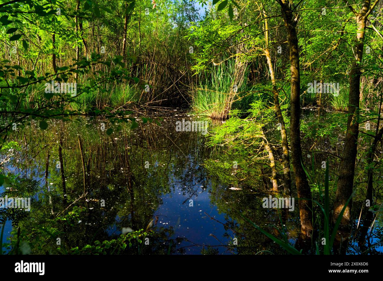 Punta Alberete nature reserve (Ravenna Stock Photo - Alamy