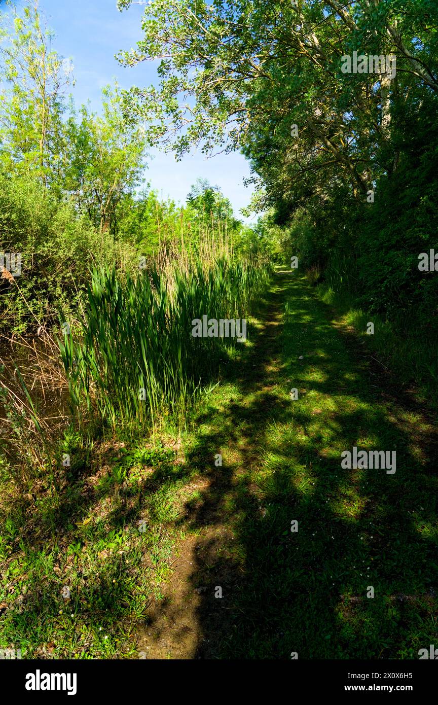 Punta Alberete nature reserve (Ravenna Stock Photo - Alamy