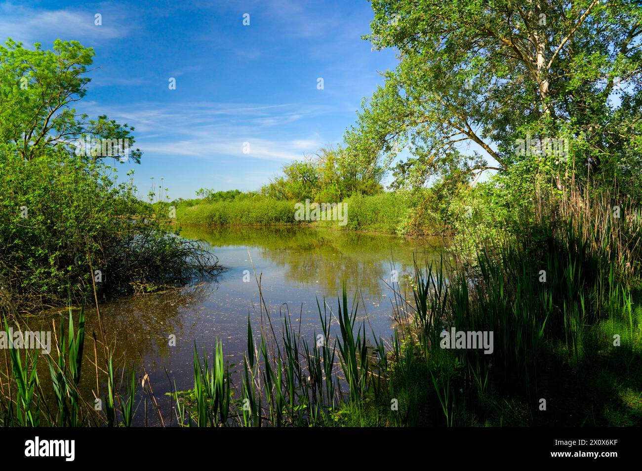 Punta Alberete nature reserve (Ravenna Stock Photo - Alamy