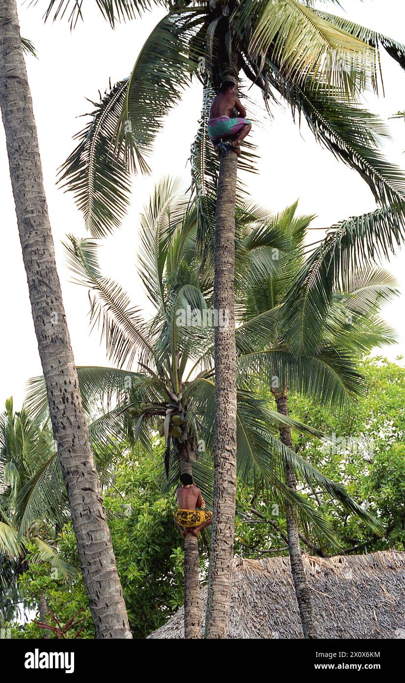 Hawaii, U.S.A., approx. 1993. An entertaining demonstration of climbing ...
