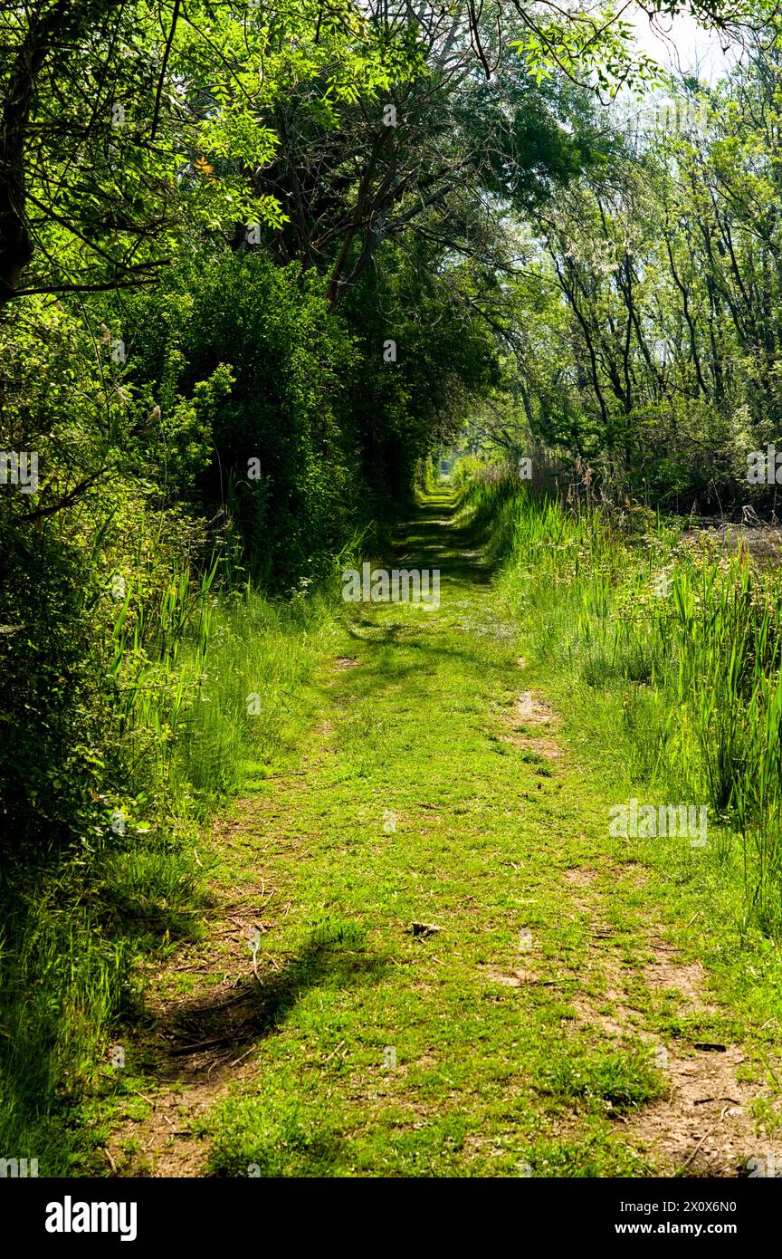 Punta Alberete nature reserve (Ravenna Stock Photo - Alamy